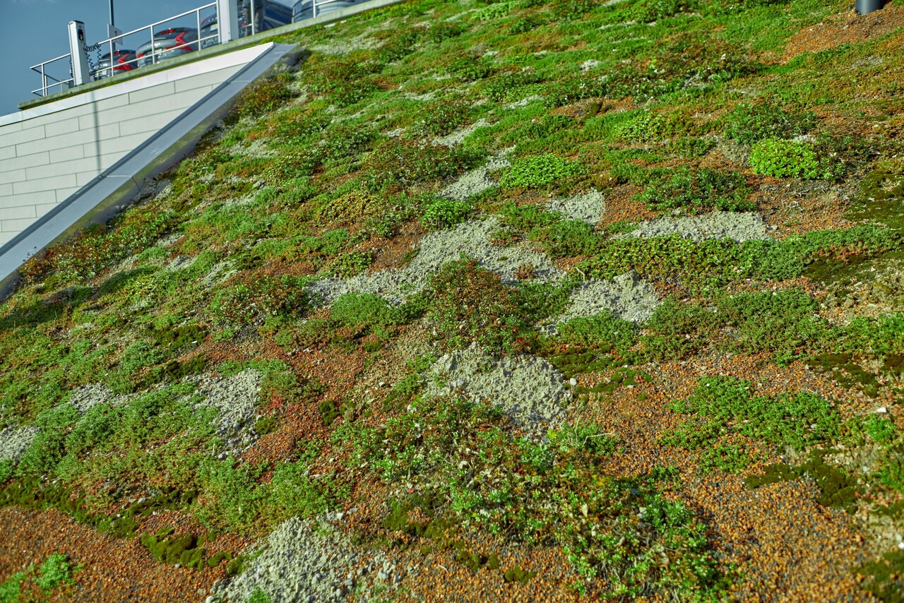 Installation av sedumtak och gröna tak i Stockholm